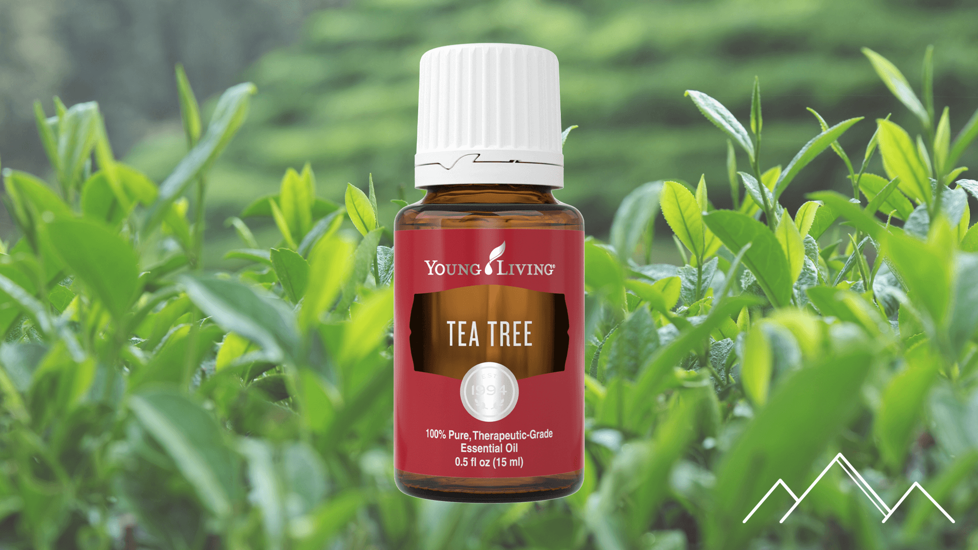 Get To Know An Everyday Oil: Tea Tree Oil (Melaleuca Alternifolia ...